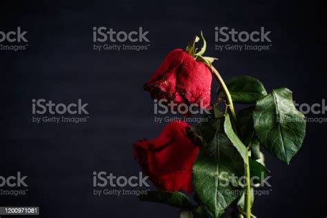 가을 꽃잎과 잎 슬픈 발렌타인 데이 로맨스의 디자인 개념 깨진 복사 공간 어두운 회색 배경과 나무 테이블에 시들게 장미 장미에