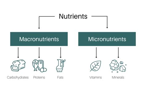 Macronutrients Vs Micronutrients Whats The Difference Micronutrients Macronutrients