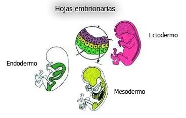 Matembriologia Ectodermo Mesodermo Y Endodermo