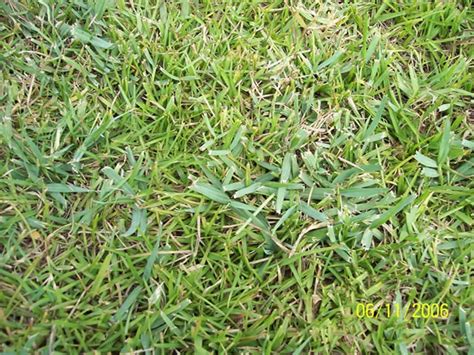 Torpedo Grass Help ™ Lawn Care And Landscaping
