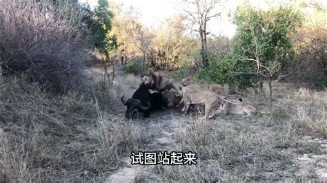 倒霉野牛惨落狮口，呆呆野牛能否摆脱狮子，最终结局会是怎样的？ Youtube
