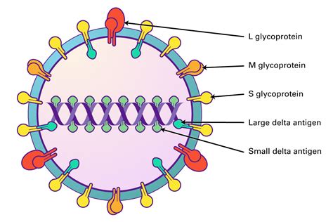 Hepatitis A Virus Structure