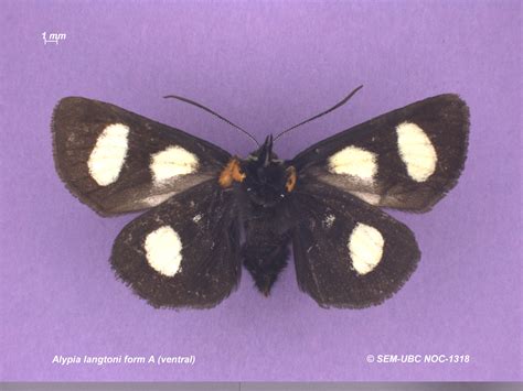 Agaristinae