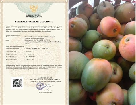 Mangga Gedong Gincu Resmi Produk Khas Daerah Indramayu