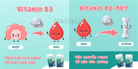 Bổ Sung Canxi Cho Bà Bầu Đúng Cách Đủ Hàm Lượng