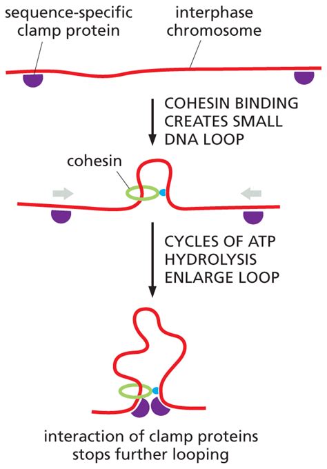 The Structure Of Eukaryotic Chromosomes