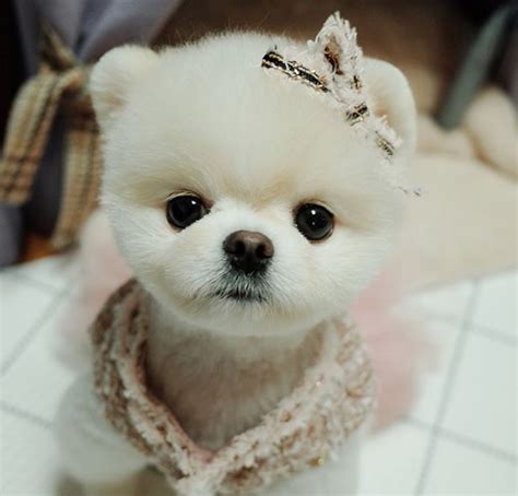 オルチャンポメラニアンが可愛すぎてメロメロ♡♡비니ビニ♡ Kanbi Blog♡
