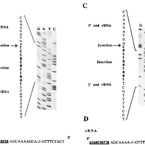 Sequence Analysis Of The Rna Transcripts Synthesized By The Polymerase