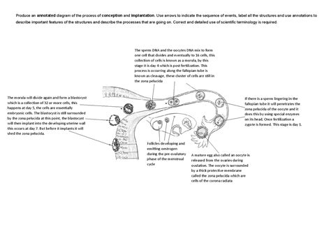 Ovulation Process Diagram