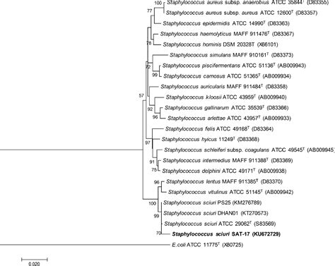 Staphylococcus Sciuri Semantic Scholar