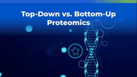 Top Down Vs Bottom Up Proteomics Unraveling The Secrets Of Protein