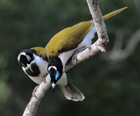 Gallery Bird Beauties Of Se Queensland Australian Geographic