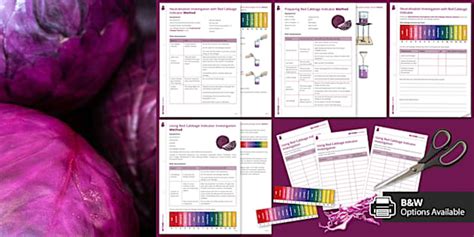 Red Cabbage Indicator Investigation Science Lab Beyond