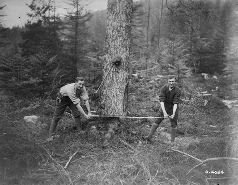 Exploiting Old World Forests With New World Forestry The Canadian