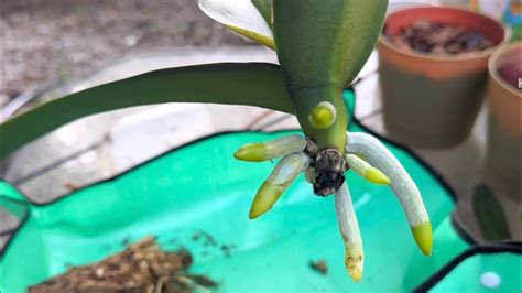 Estimula El Crecimiento De Las Raíces En Orquídeas Youtube