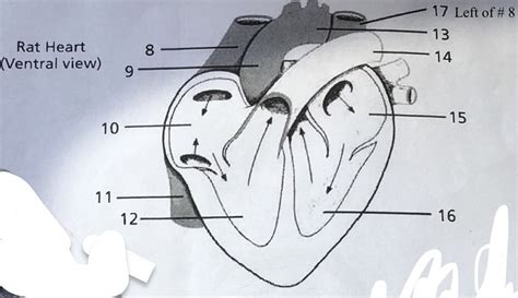 Bio Rat Heart Diagram Quizlet