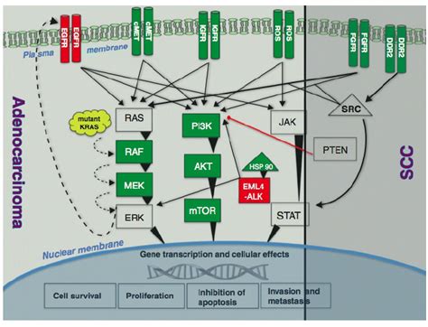 Overview Of Molecular Pathways And Potential Targets In Non Small Cell