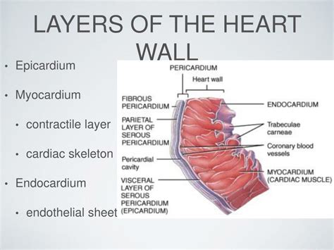 Ppt The Heart Powerpoint Presentation Free Download Id5501183