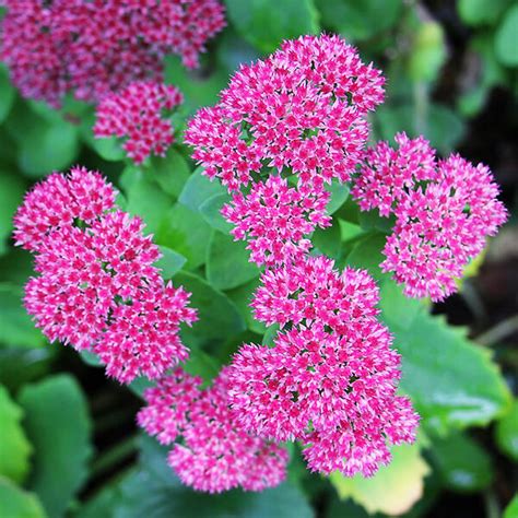 Autumn Joy Sedum For Sale Online The Tree Center