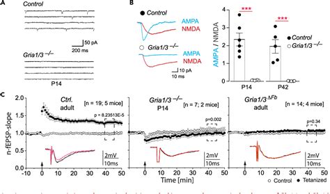Figure 2 From Distinct Effects Of Ampar Subunit Depletion On Spatial Memory Semantic Scholar