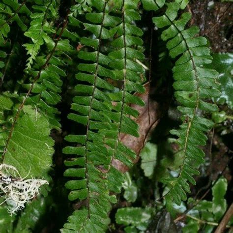 Single Sorus Spleenwort Asplenium Monanthes Plant Care And How To Grow Water