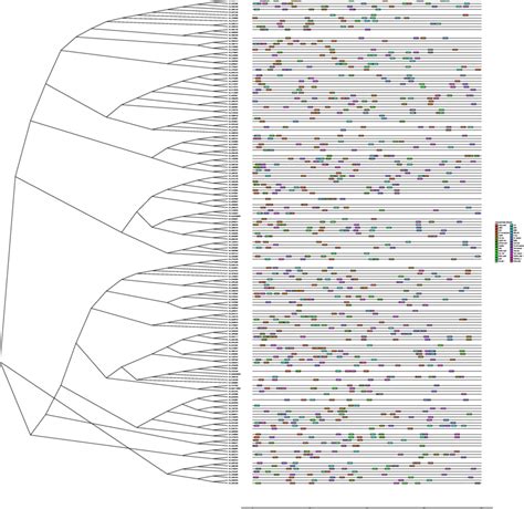 Core Promoter Element A Phylogenetic Tree At Left From Hmad Protein Download Scientific