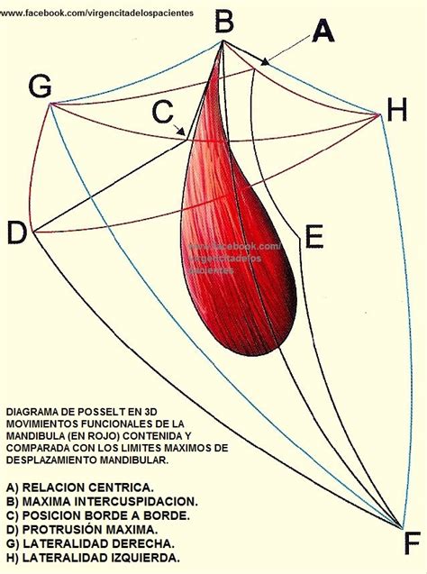 Muy Útil Diagrama De Posselt En 3d 1964 A Relacion CÉntrica B