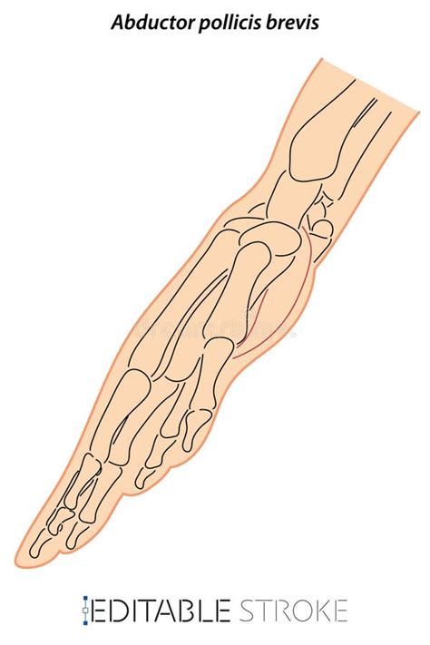 Medical Illustration Of Abductor Pollicis Brevis Hands Muscle Stock