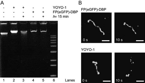 Laser Induced Photocleavage Of Large Dna Molecules A Photocleavage
