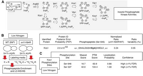 Figure 1 From The Yeast Amp Activated Protein Kinase Snf1