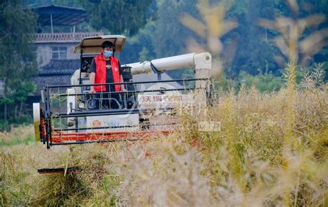 四川通江油菜机收确保颗粒归仓 人民图片网