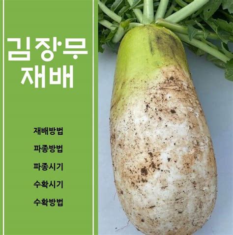 김장 무 심는 시기 파종 시기 재배 방법 수확 가을 무