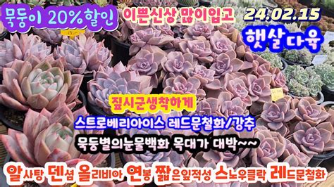 햇살다육2 묵둥이군생 20할인모두가이뻐요레드문철화짧은잎적성스노우클락 온슬로우대품 별의눈물대품 짚시 알사탕 연봉 스트로베리턱시판철화 수련철화 Youtube