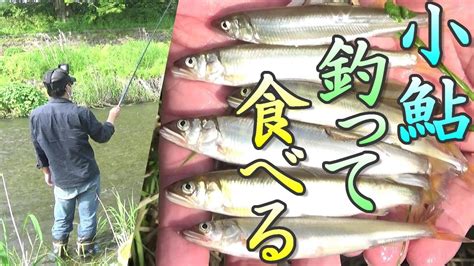 小鮎釣って食べるから揚げうまいぞ 1時間で60匹大漁小鮎釣り コアユ入れ食い爆釣鮎の餌釣り川の小物釣り63簡単小鮎料理