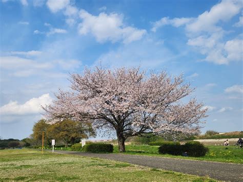 お花見行こう ポータ村