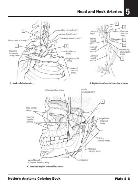 Netters Anatomy Coloring 2345 Pdf