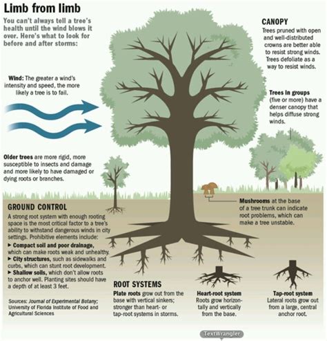 Tree Definition Limb At Michelle Burgess Blog
