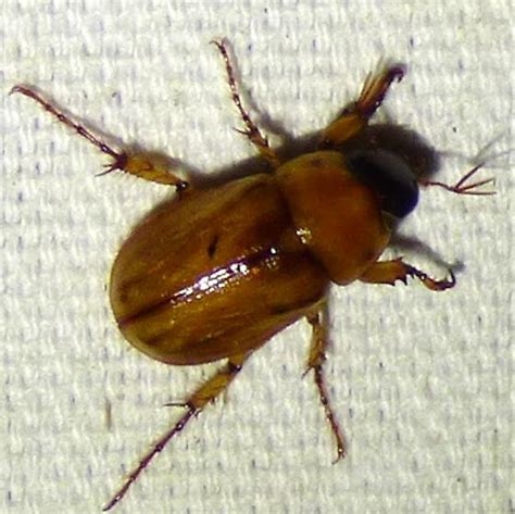 Beetle Cyclocephala Bugguide Net