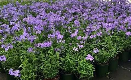 9 Creative Landscaping Ideas Around Tree Roots Moss Mulch And Fairy Villages Outdoor