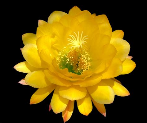 Trichocereus Incandescent Gold