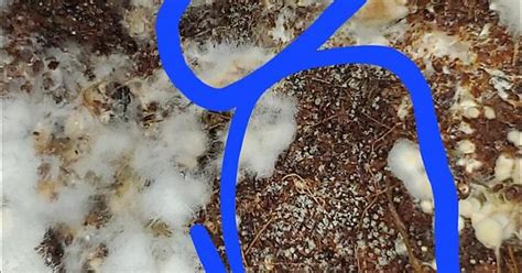 Sporulation Album On Imgur