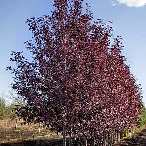 Schubert Chokecherry Prunus Virginiana Schubert