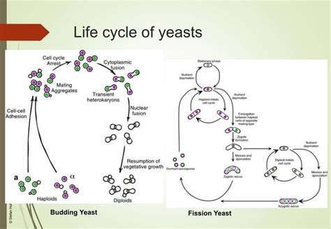 Yeast Genetics Ppt