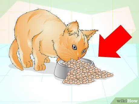 How To Determine If Your Cat Is Overweight Steps