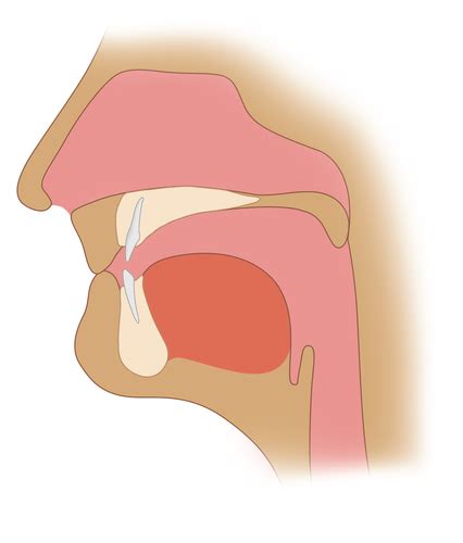 Consonants Phonetics Flashcards Quizlet