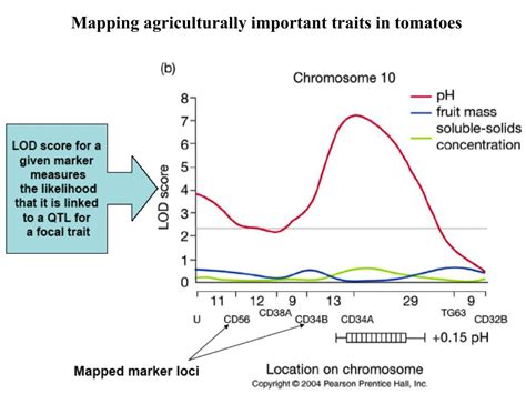 Ppt Quantitative Trait Locus Qtl Mapping Powerpoint Presentation Free Download Id5542853