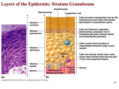 The Integumentary System Ppt Download