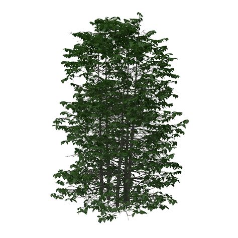 Common Chokecherry Trees Saporest