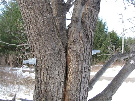 Davids Tree Service Tree Cabling Bracing