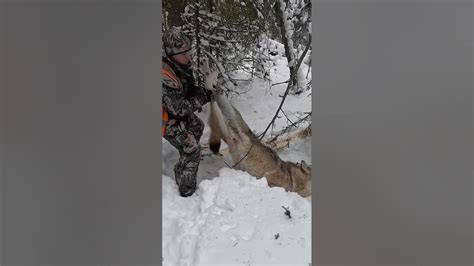 Охота на волка ВОТ ЭТО ВОЛЧАРА 😱 Youtube